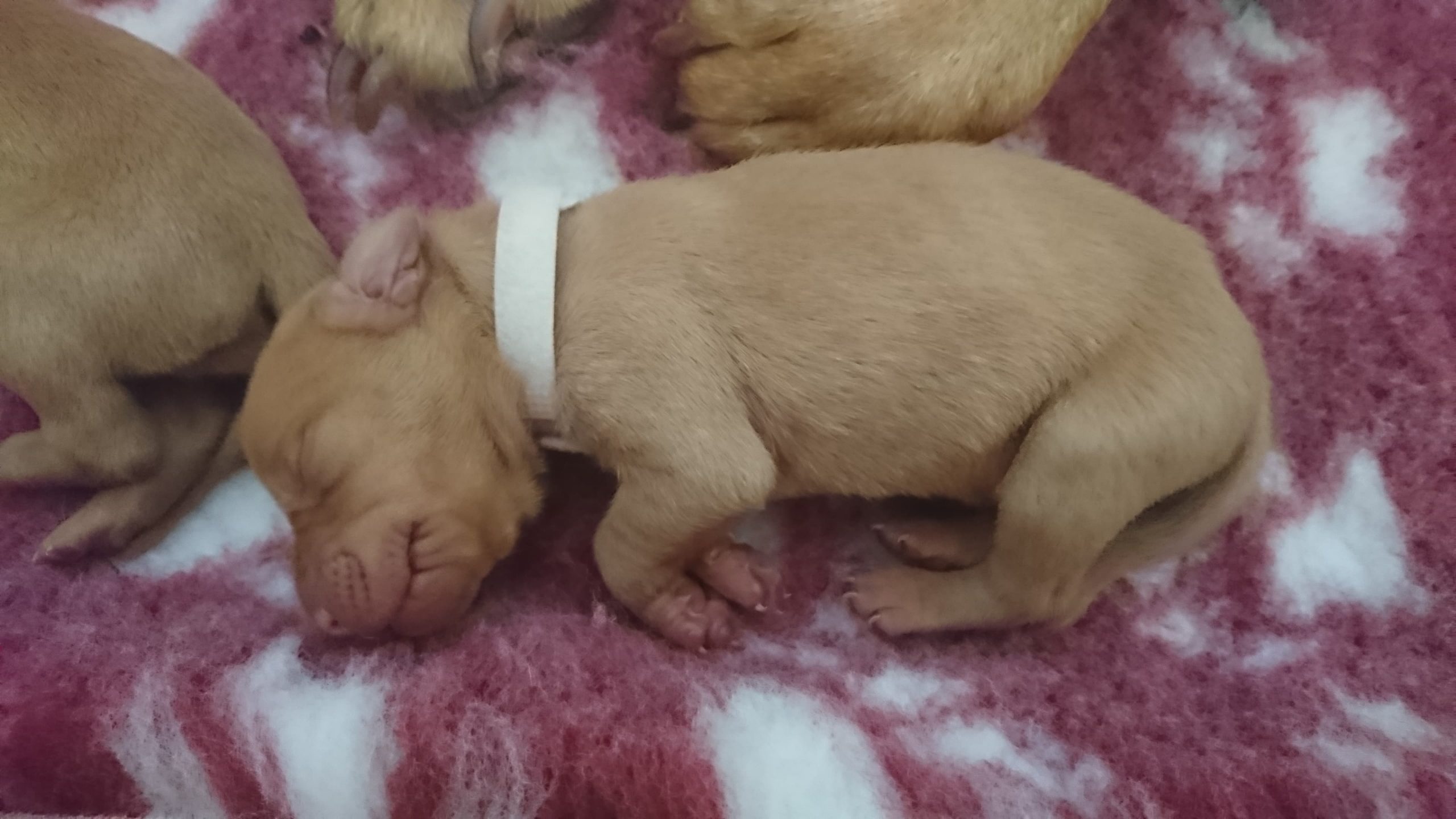 Beautiful Litter of Hungarian Vizslas - Puppy Choices