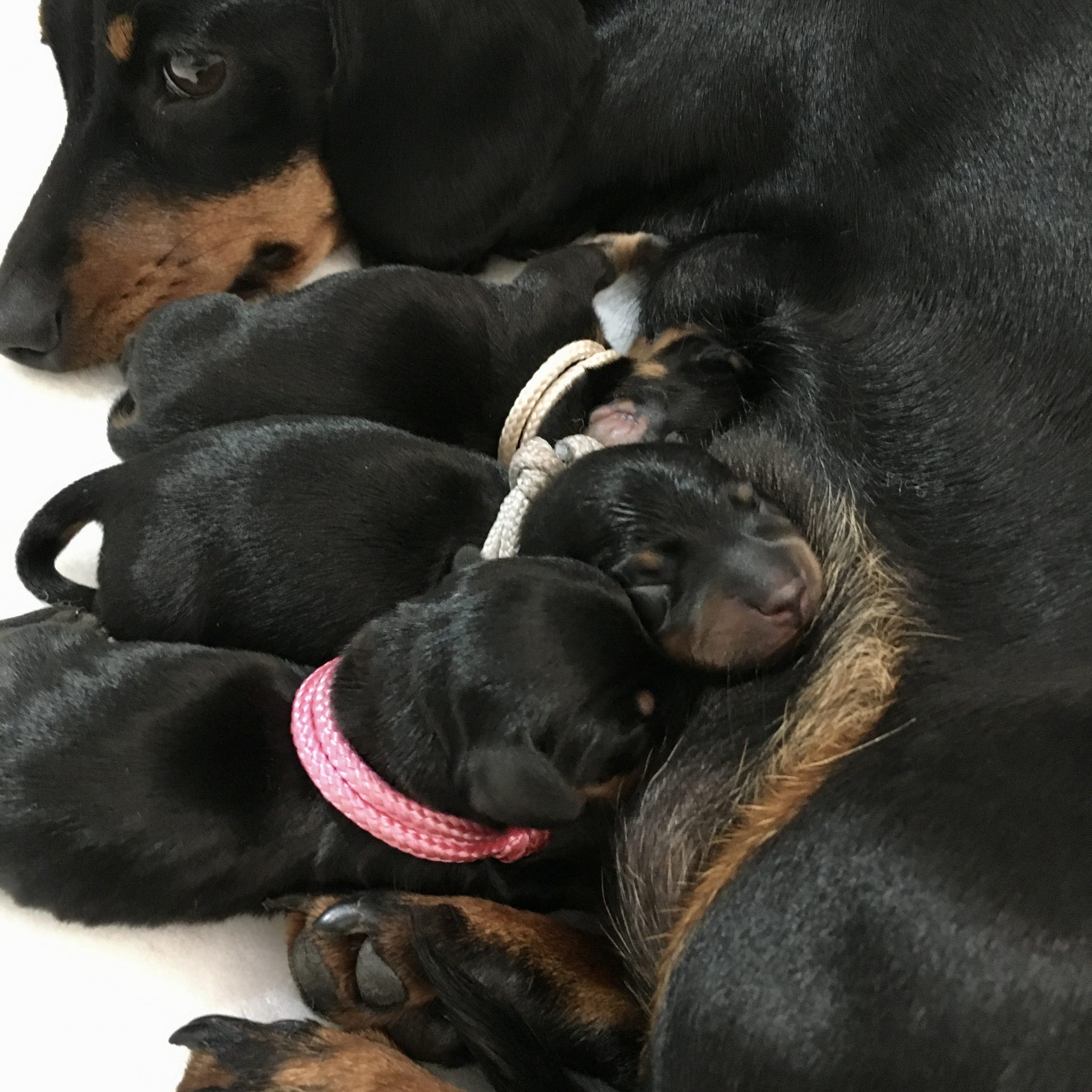 Puppy Search - Puppy Choices