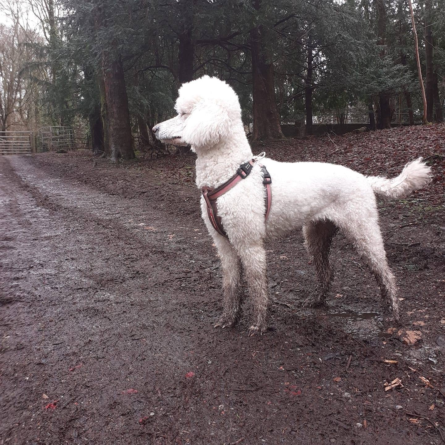 Poodle (Standard) - Puppy Choices