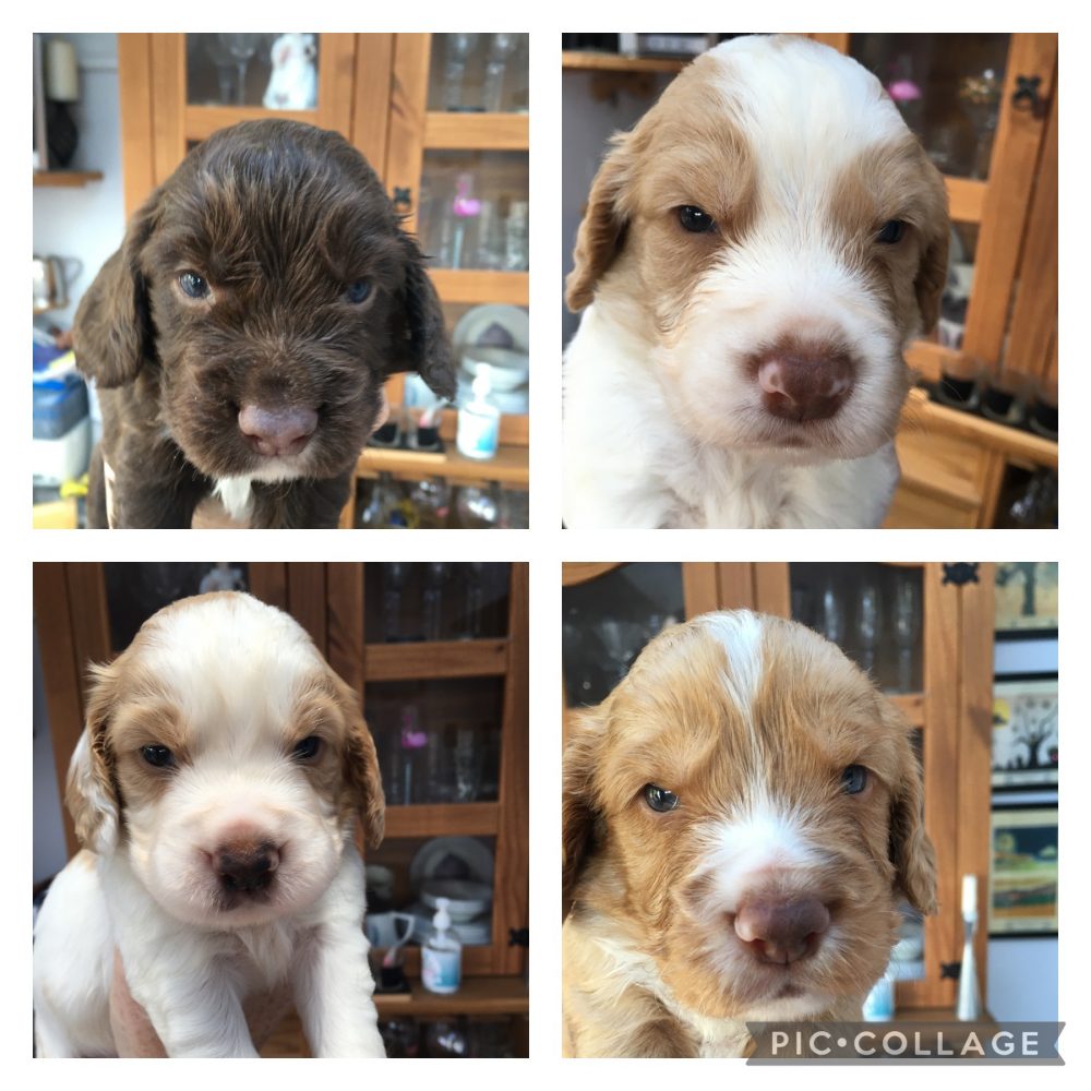 Working cocker spaniel puppies KC registered - Puppy Choices