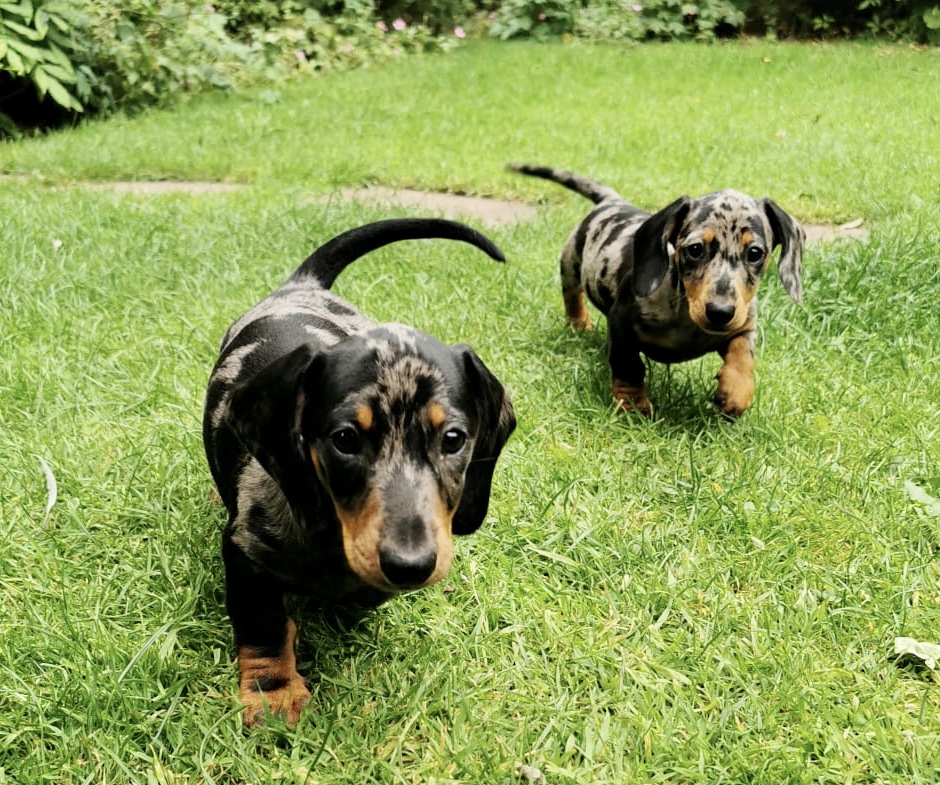 Dachshund (Miniature Smooth-Haired) - Puppy Choices