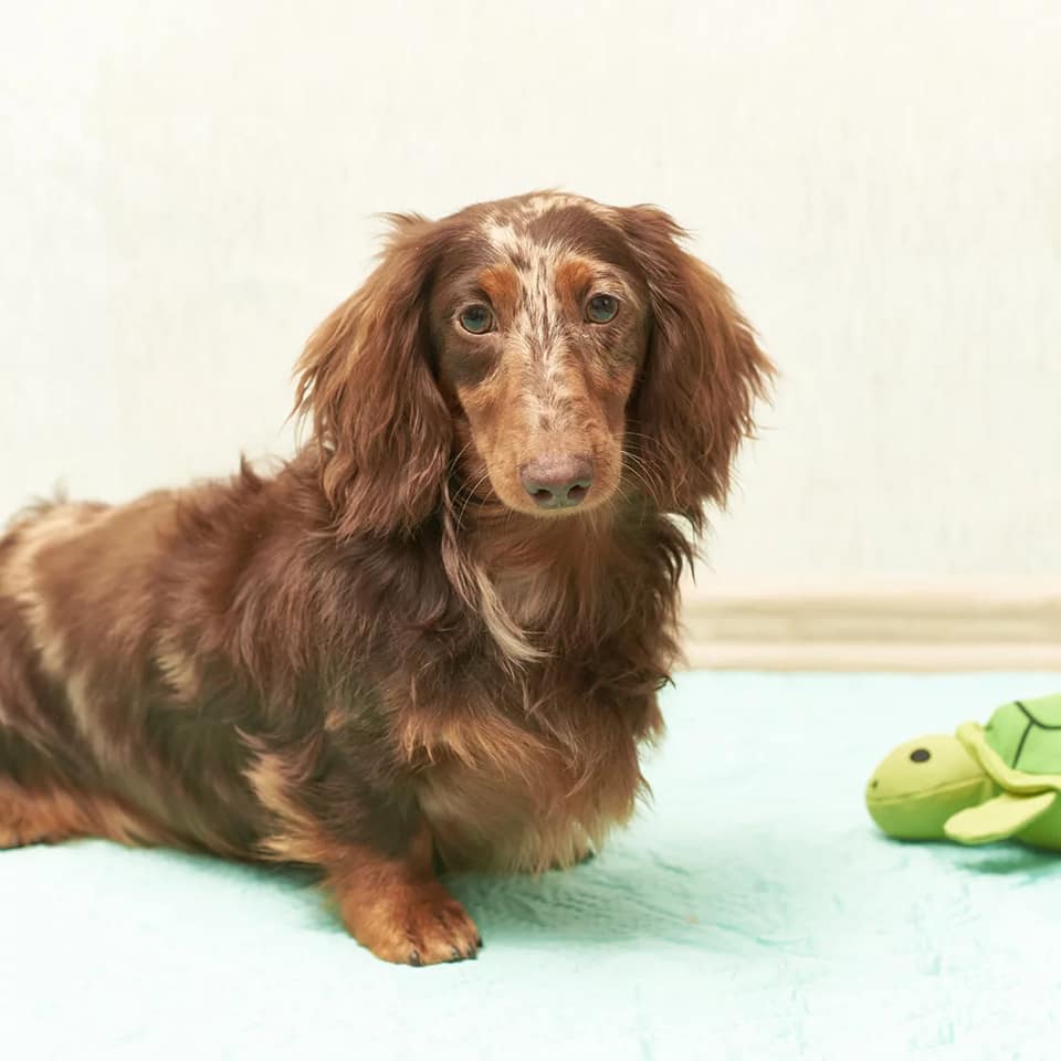 NAZARETTI JASON JOE AT DANIELLO - Puppy Choices