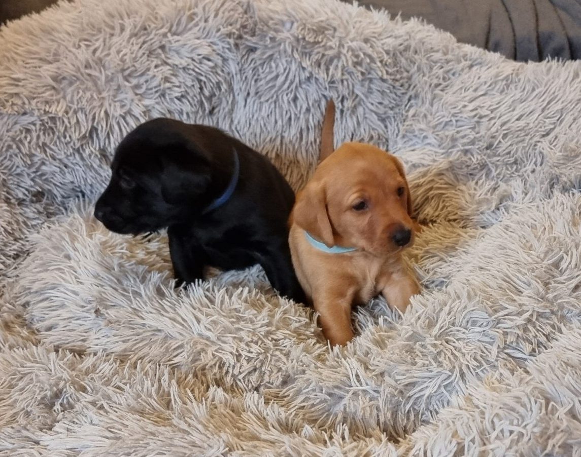Working Labrador Puppies - Puppy Choices