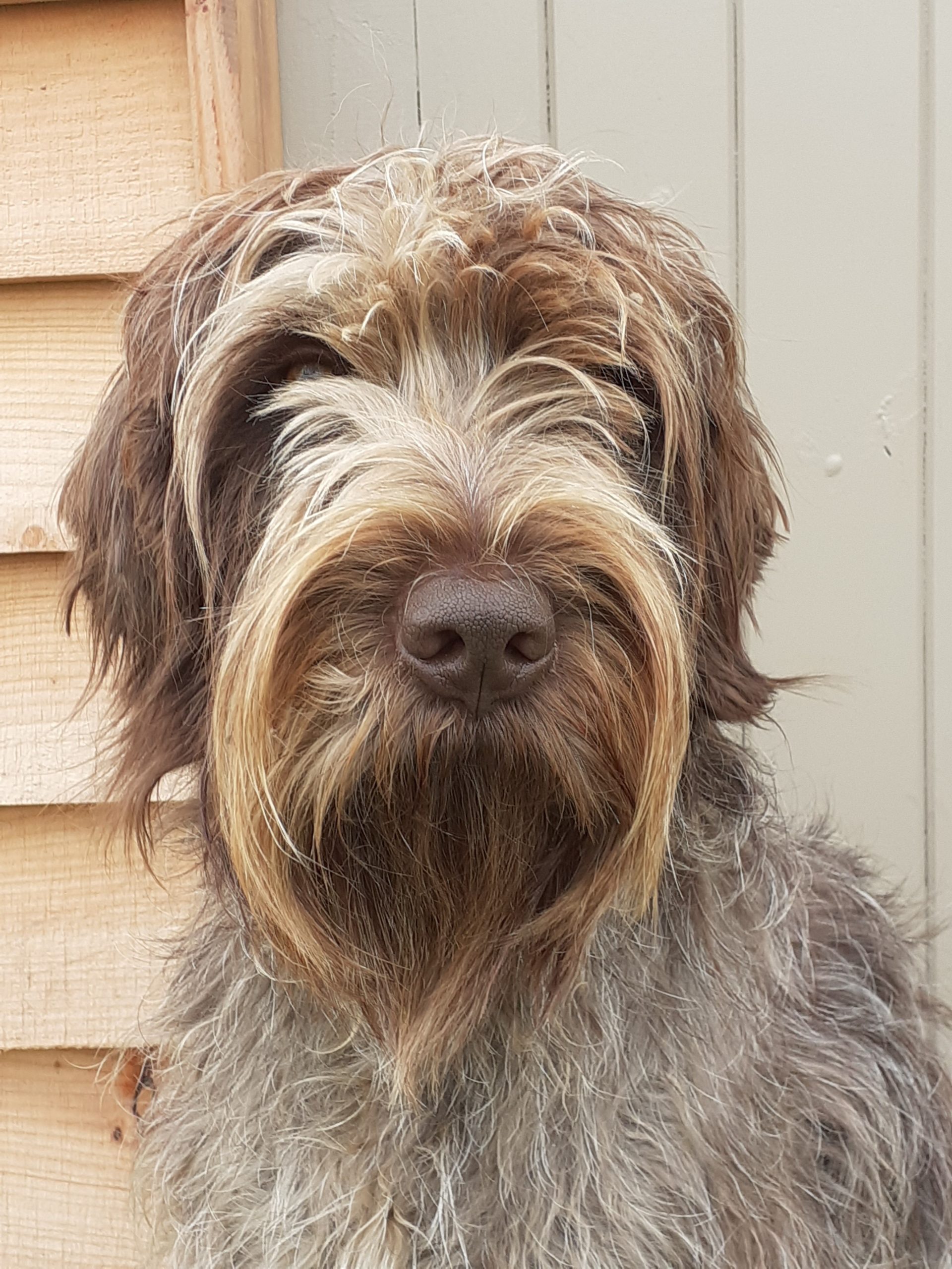 Dog Breed Archive - Puppy Choices