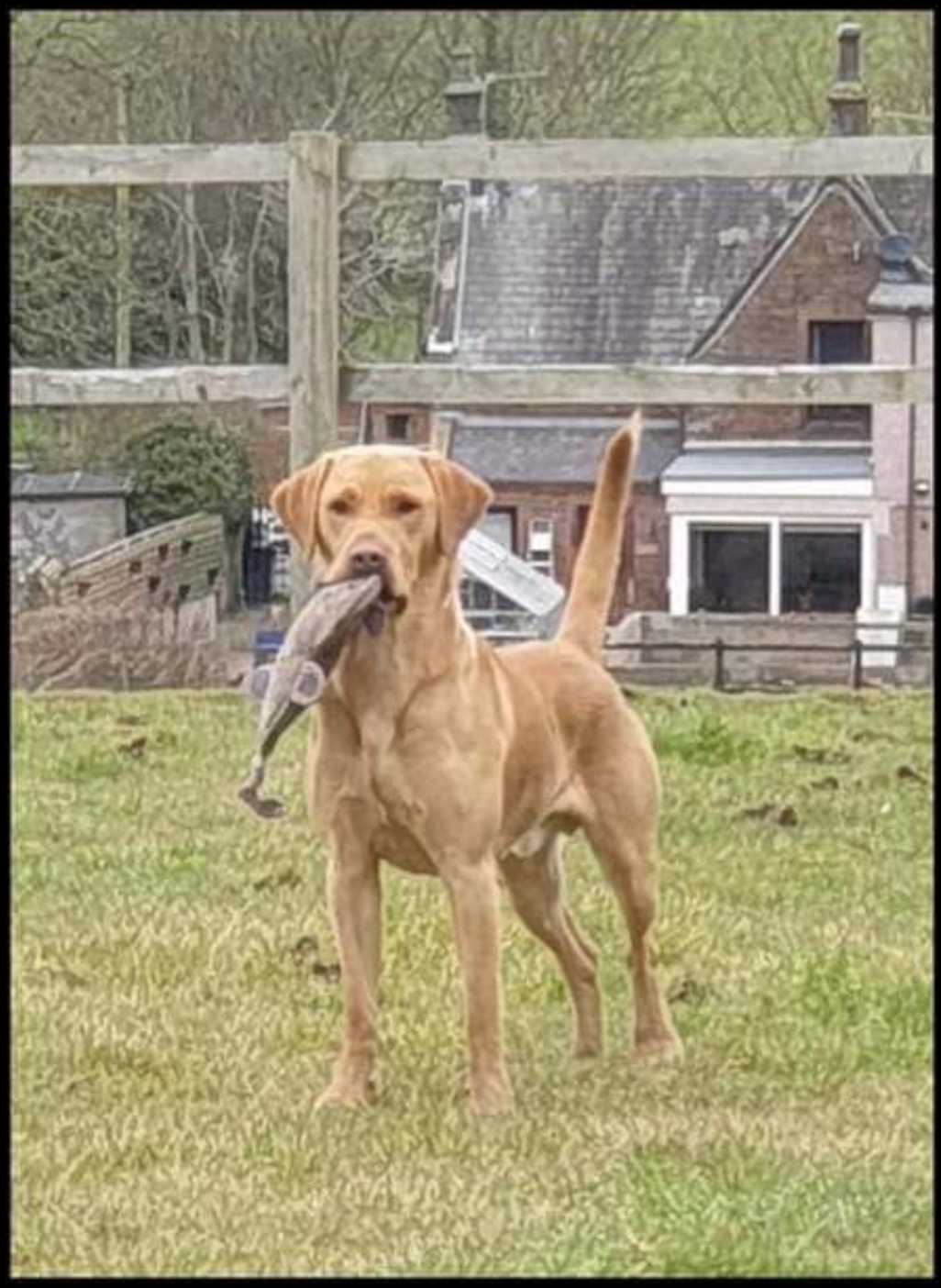 KC REGISTERED Labrador retriever puppies - Puppy Choices