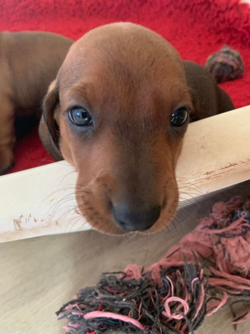 Search Puppies for sale - Puppy Choices