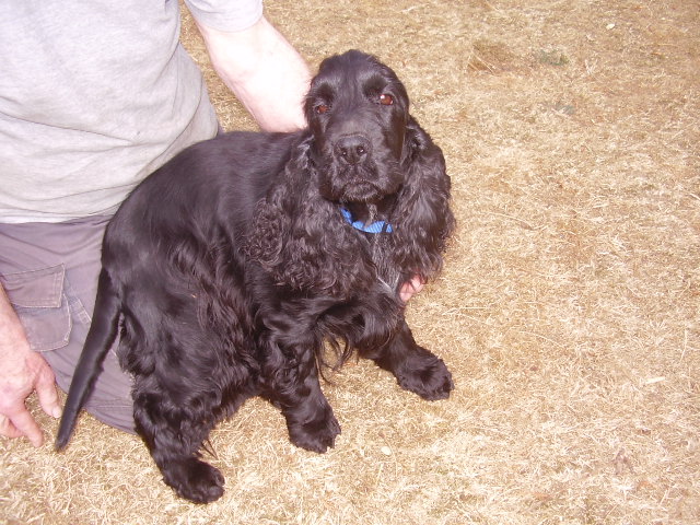LITTER OF SHOW TYPE ENGLISH COCKER SPANIELS - Puppy Choices