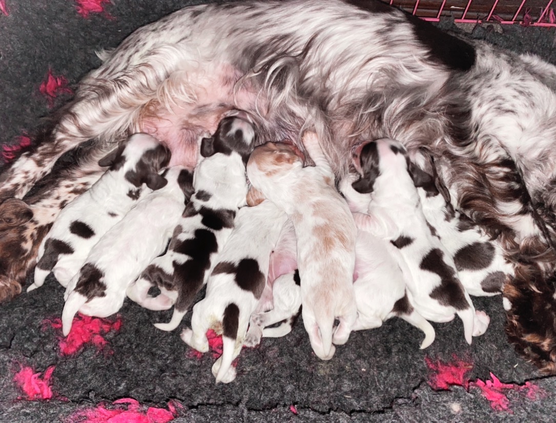 Search Puppies for sale - Puppy Choices