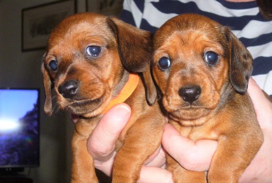 Search Puppies for sale - Puppy Choices