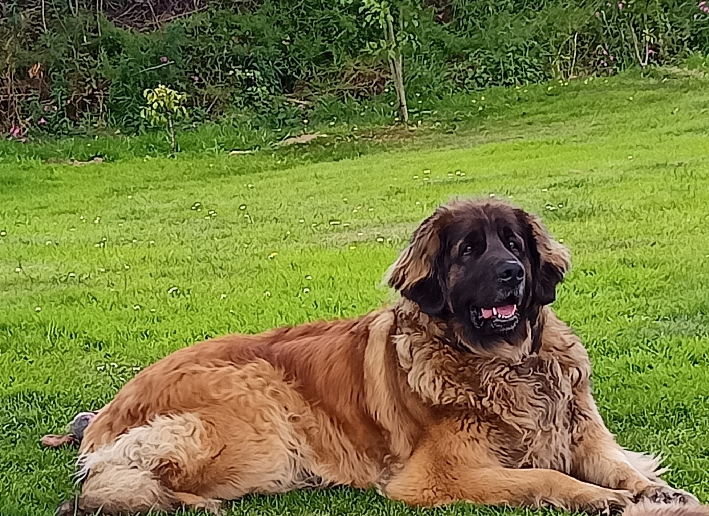 Leonberger Breeders and puppies for sale