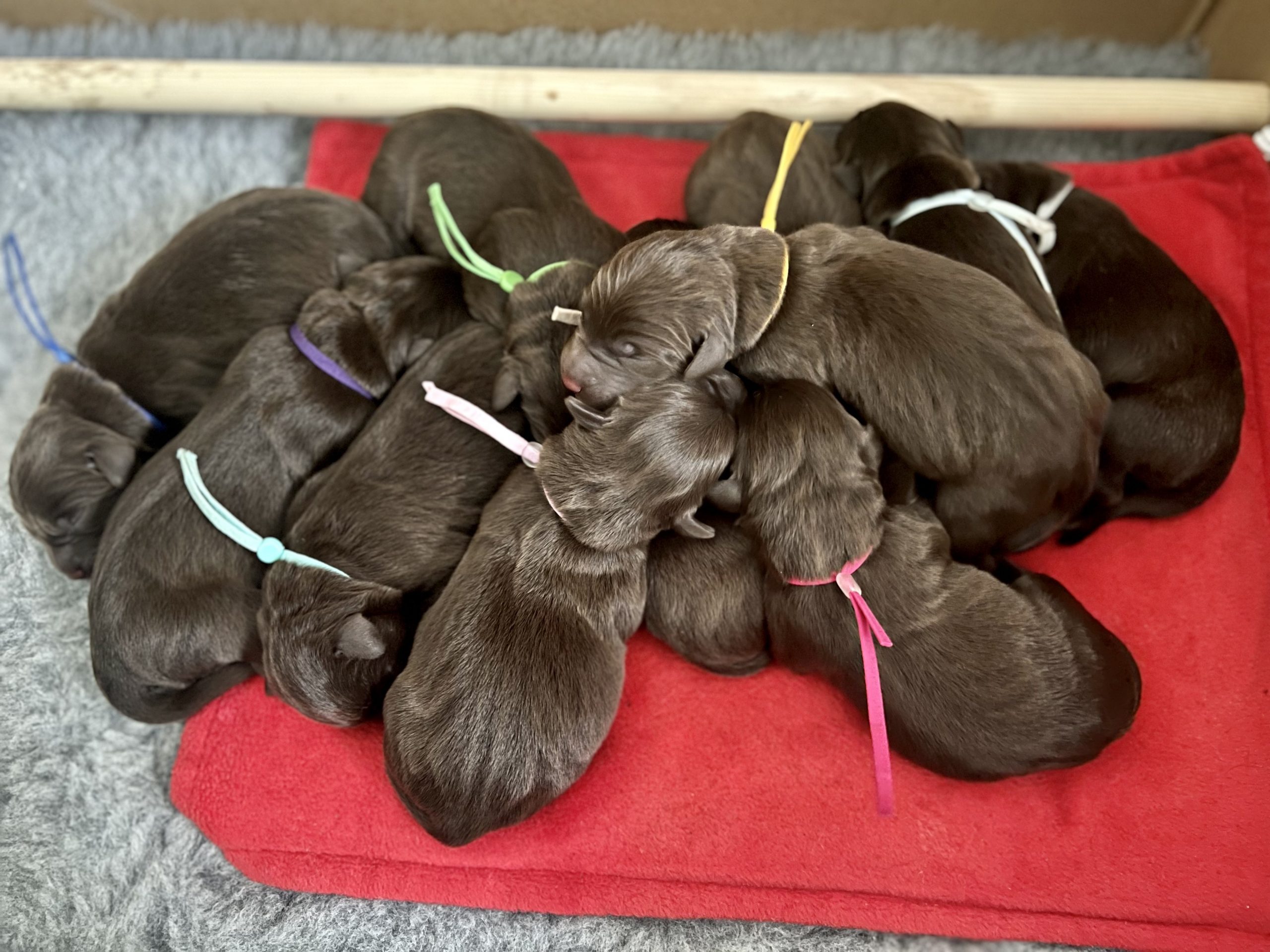 Search Puppies for sale - Puppy Choices