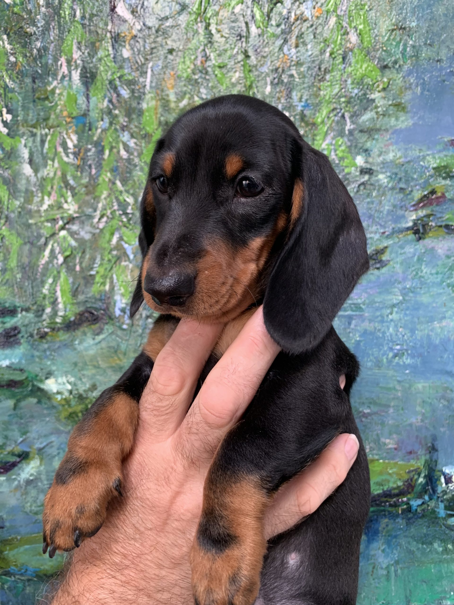 KC. Miniature Smooth Dachshunds Pra Clear. Coefficient Score 0.2%. 5 ...