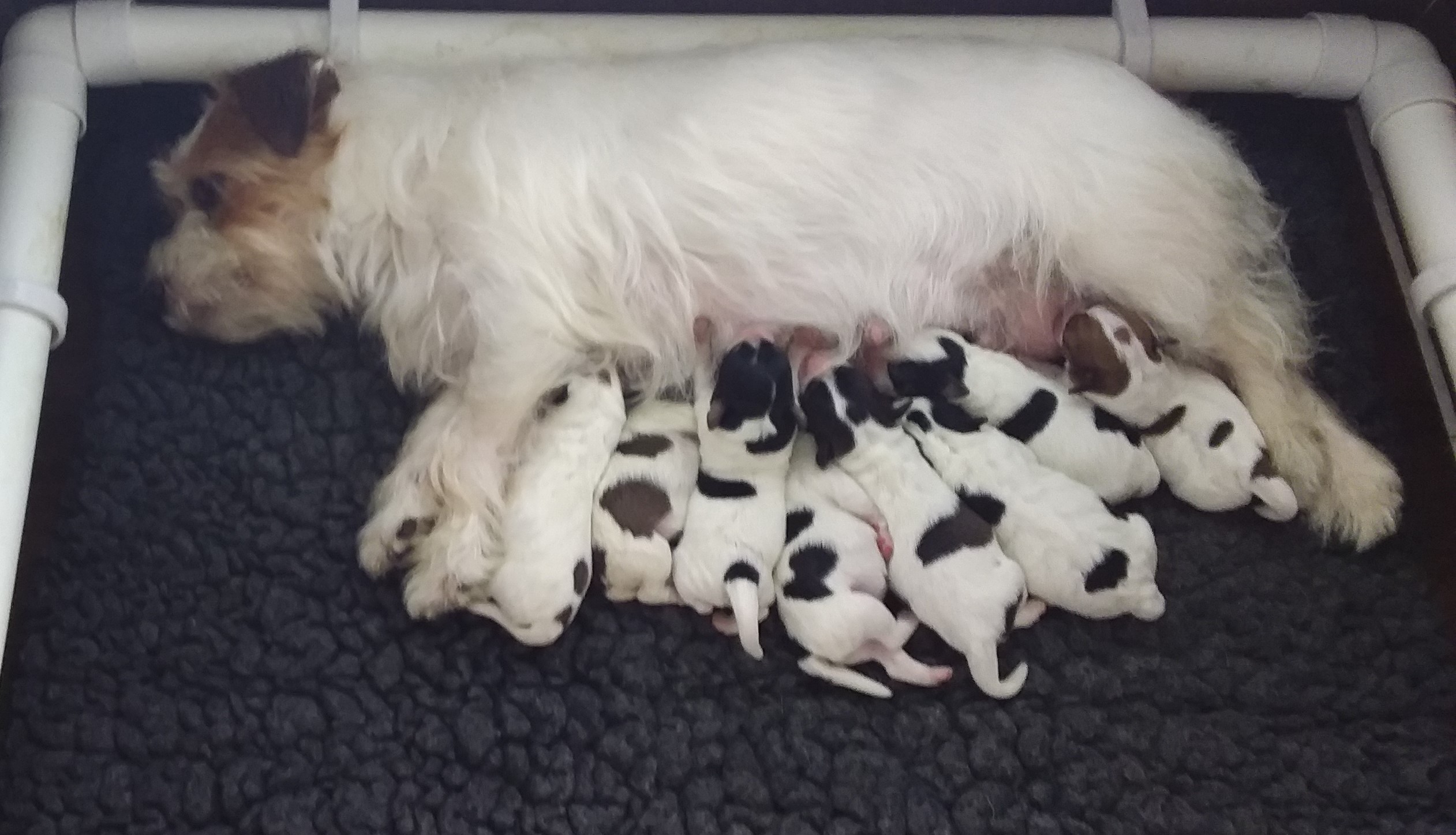Search Puppies for sale - Puppy Choices