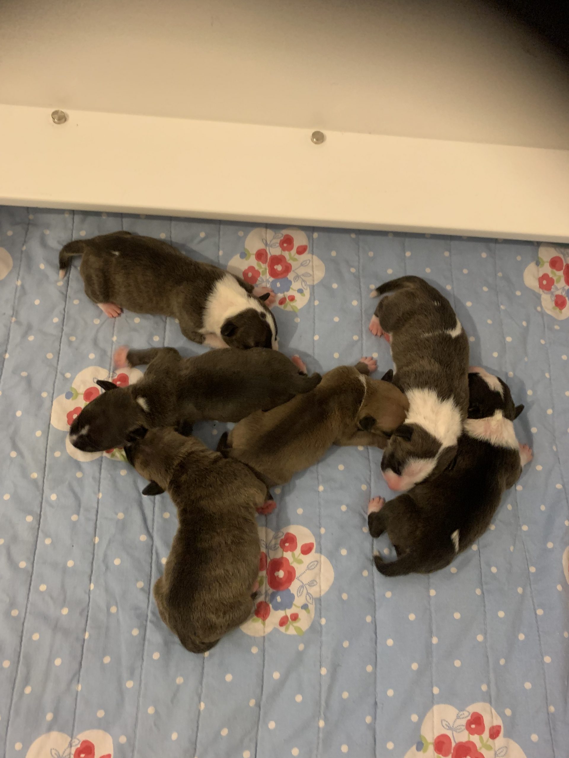 Search Puppies for sale - Puppy Choices