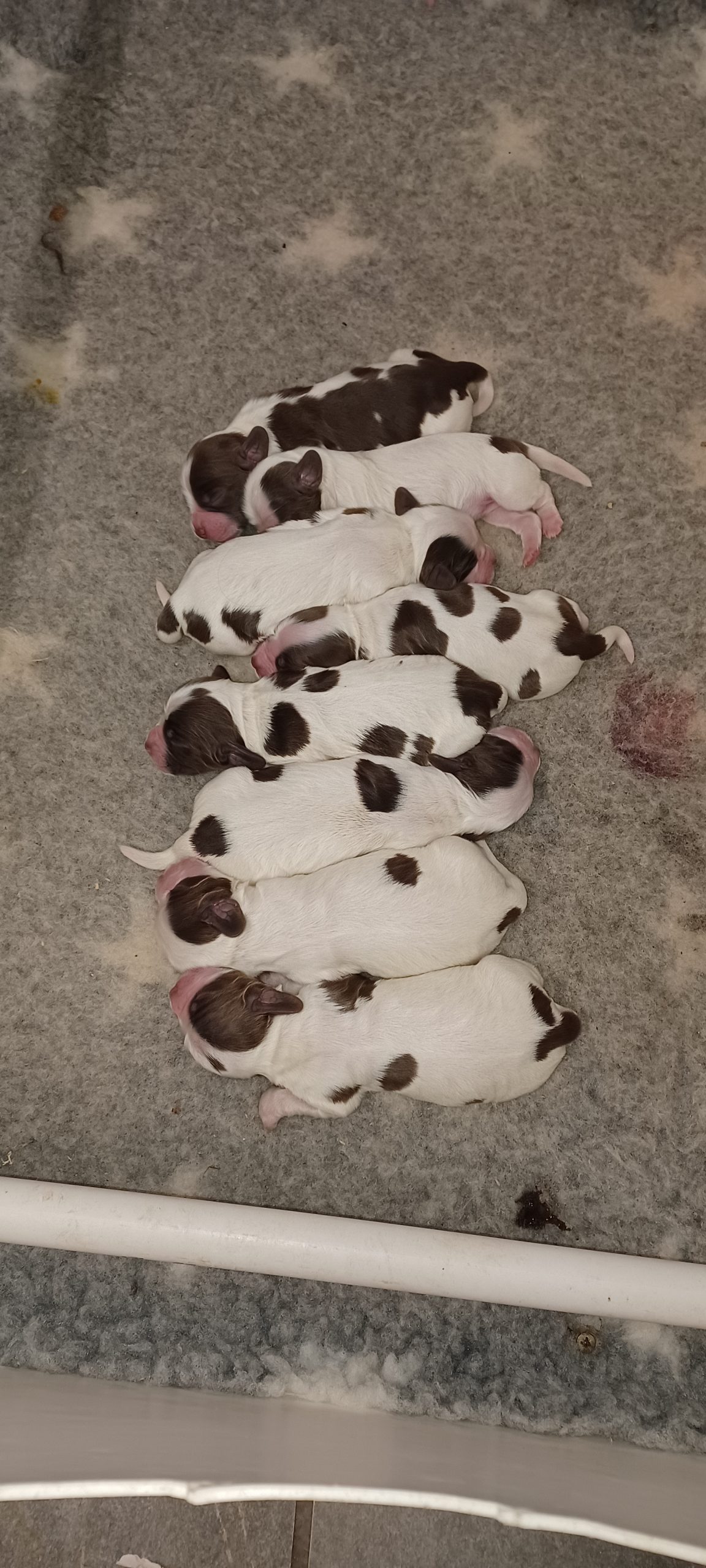 Show type cocker spaniel puppies available - Puppy Choices