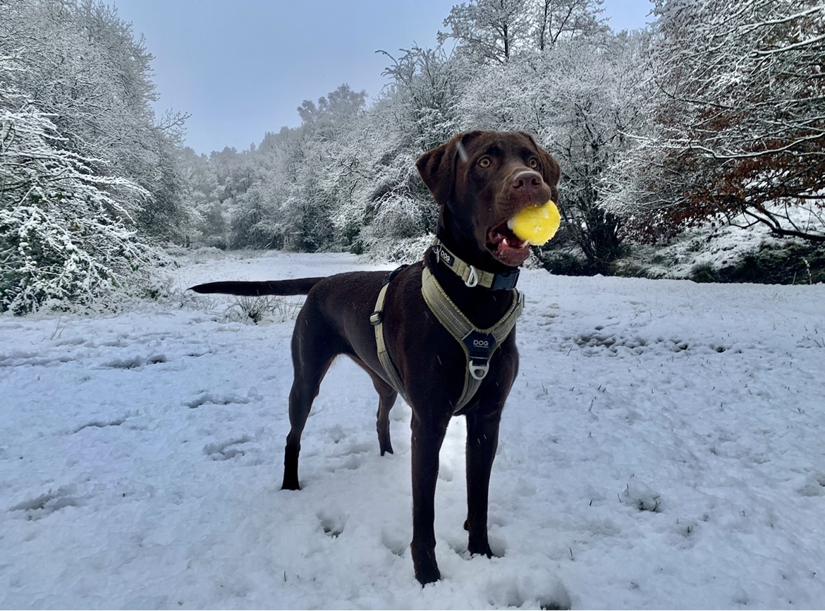 Labrador Retriever Breeders and puppies for sale