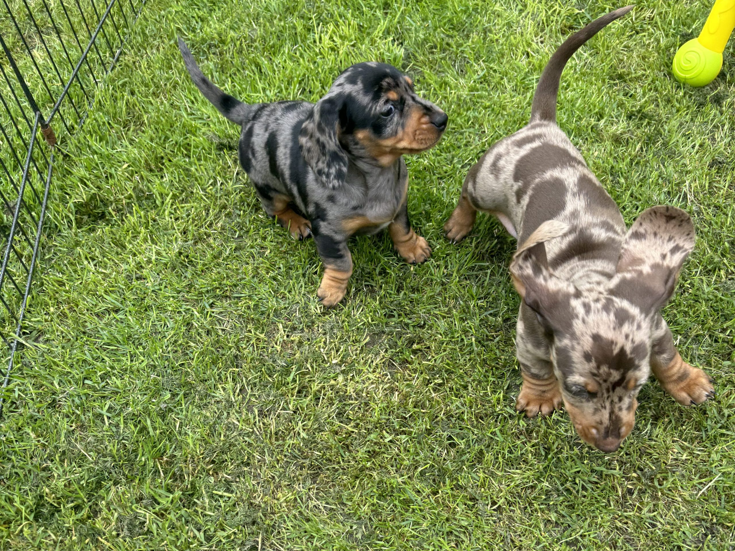 KC MINIATURE SMOOTH DACHSHUNDS. PRA CLEAR. COEFFICIENT SCORE 1.6% 5 ...