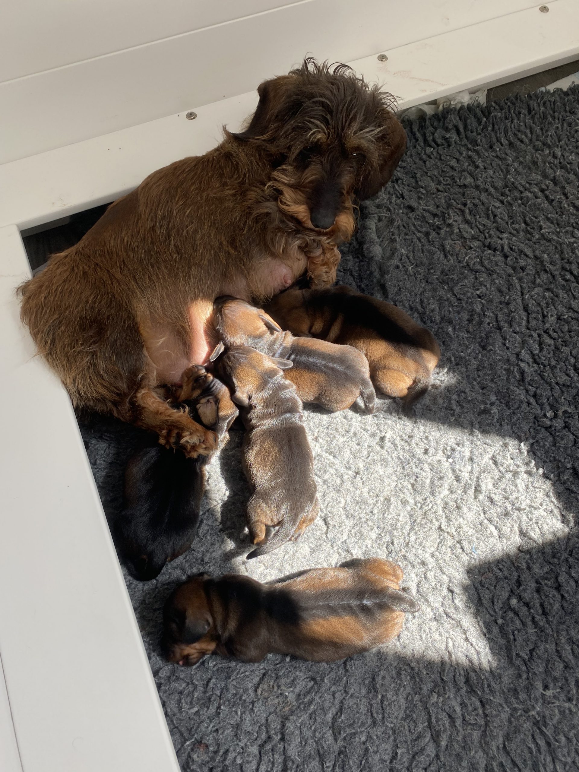 Search Puppies for sale - Puppy Choices