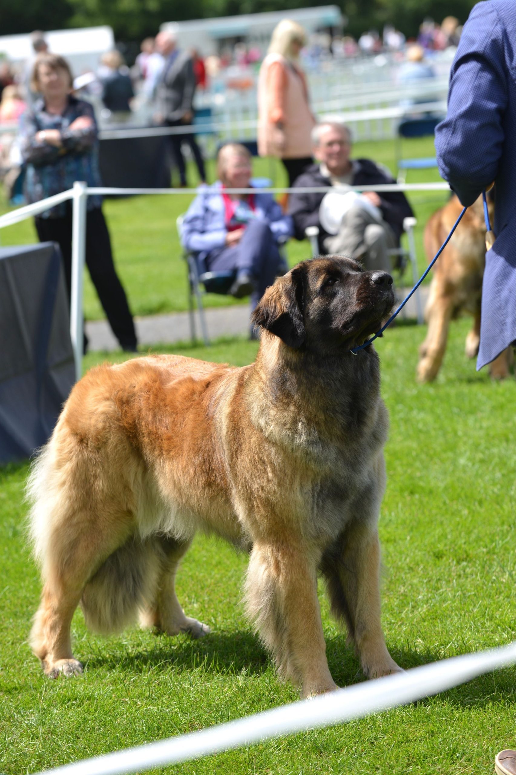Simden Leonbergers - Puppy Choices