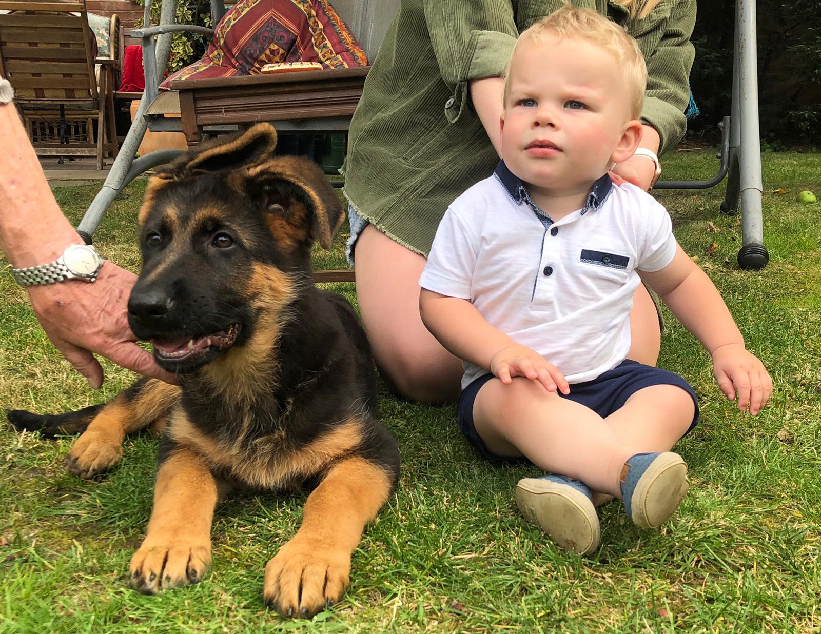 Evawell German Shepherd Dogs - Puppy Choices