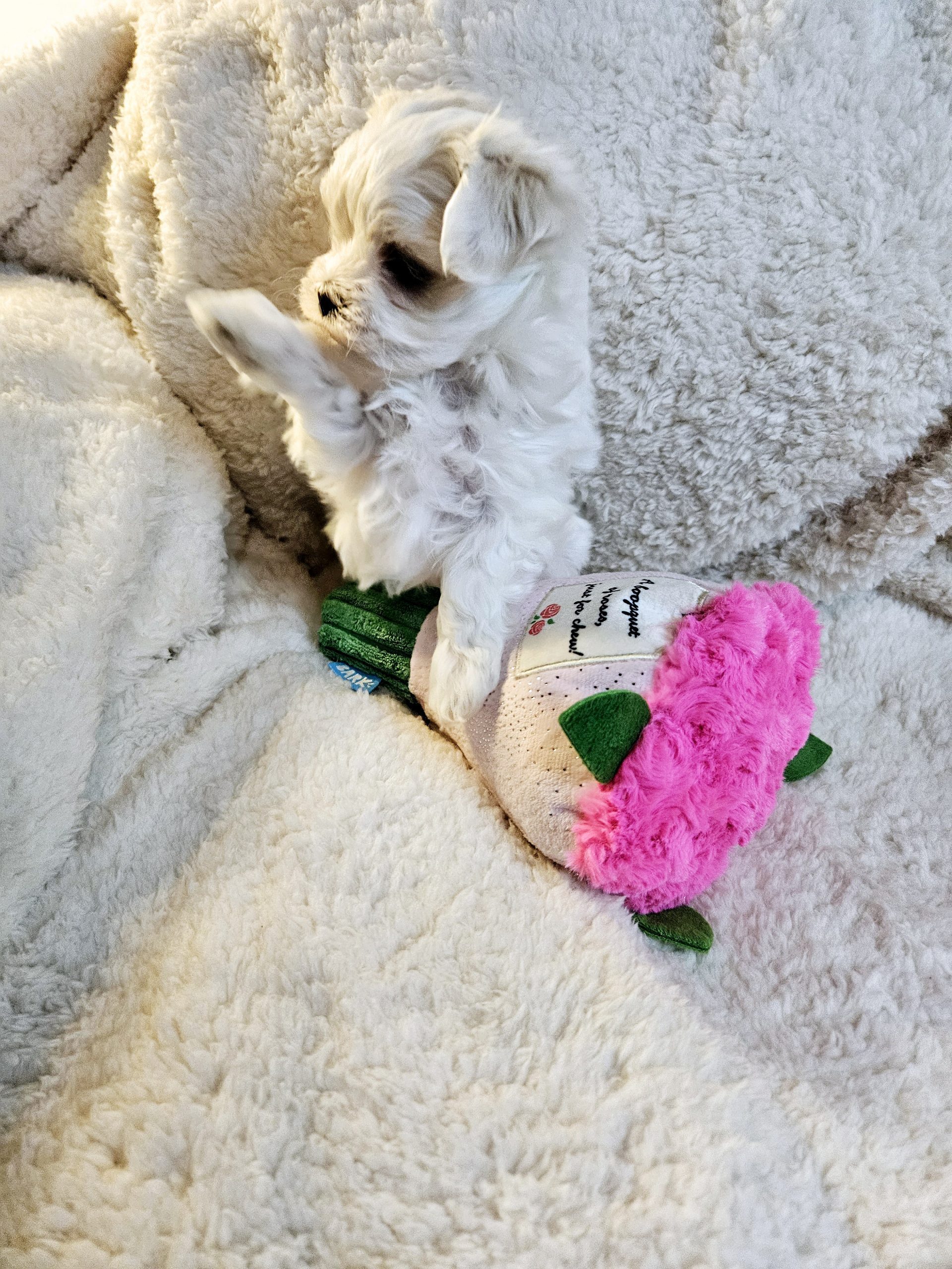 Snowkai Malteses - Puppy Choices