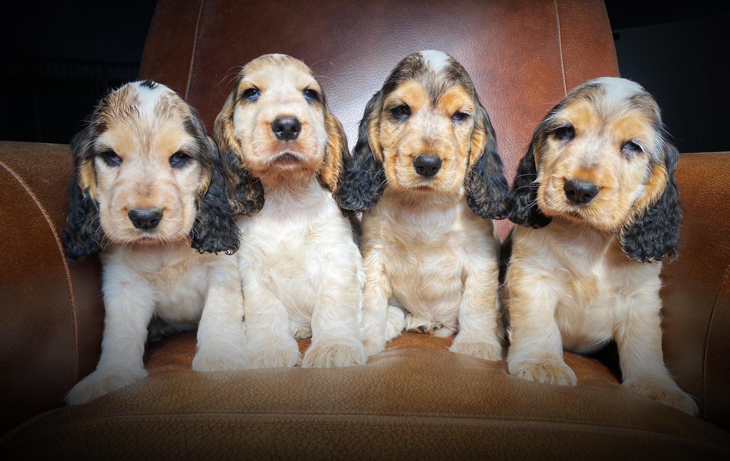 Sykehead Cocker Spaniels - Puppy Choices