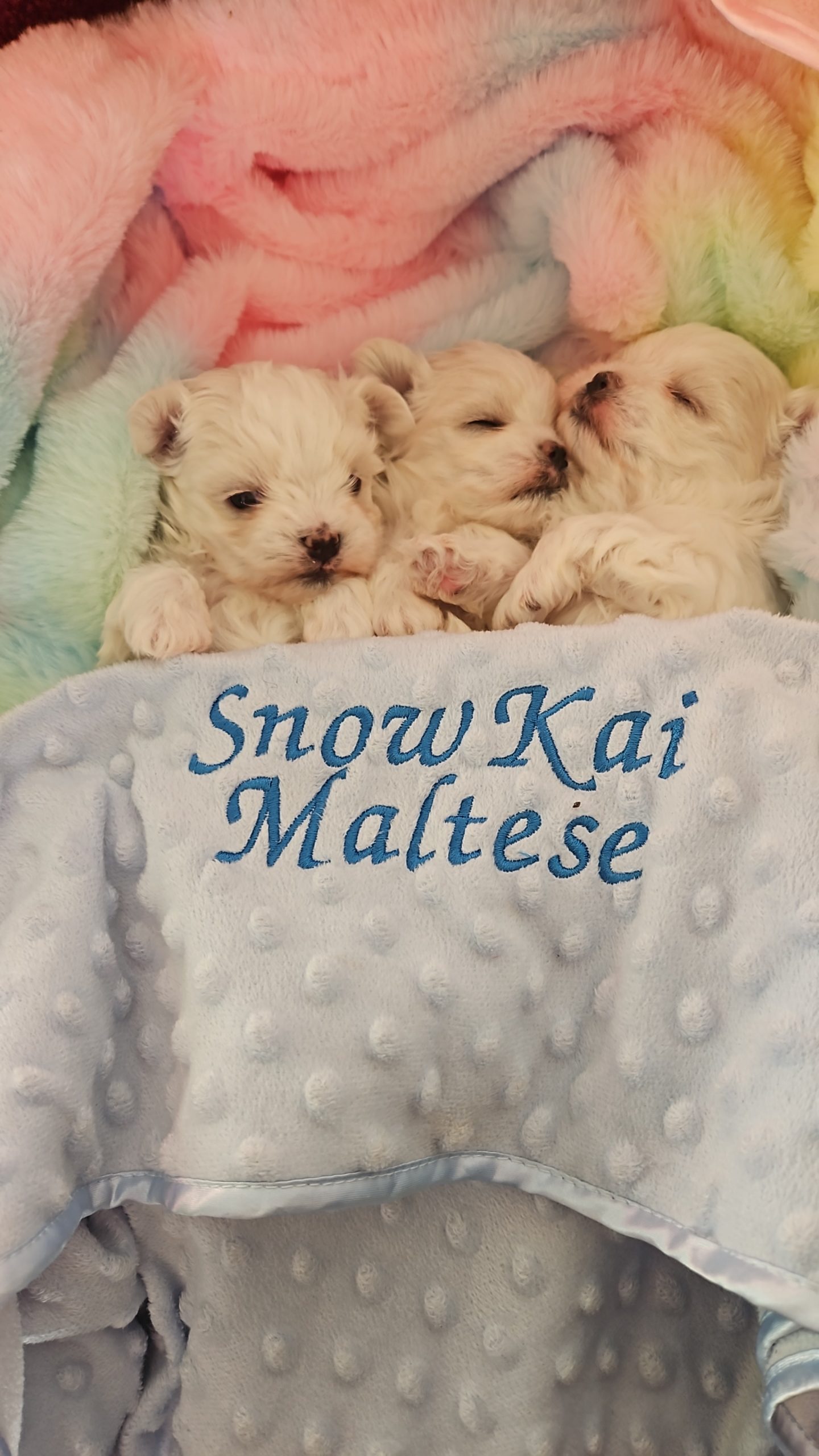 Snowkai Malteses - Puppy Choices