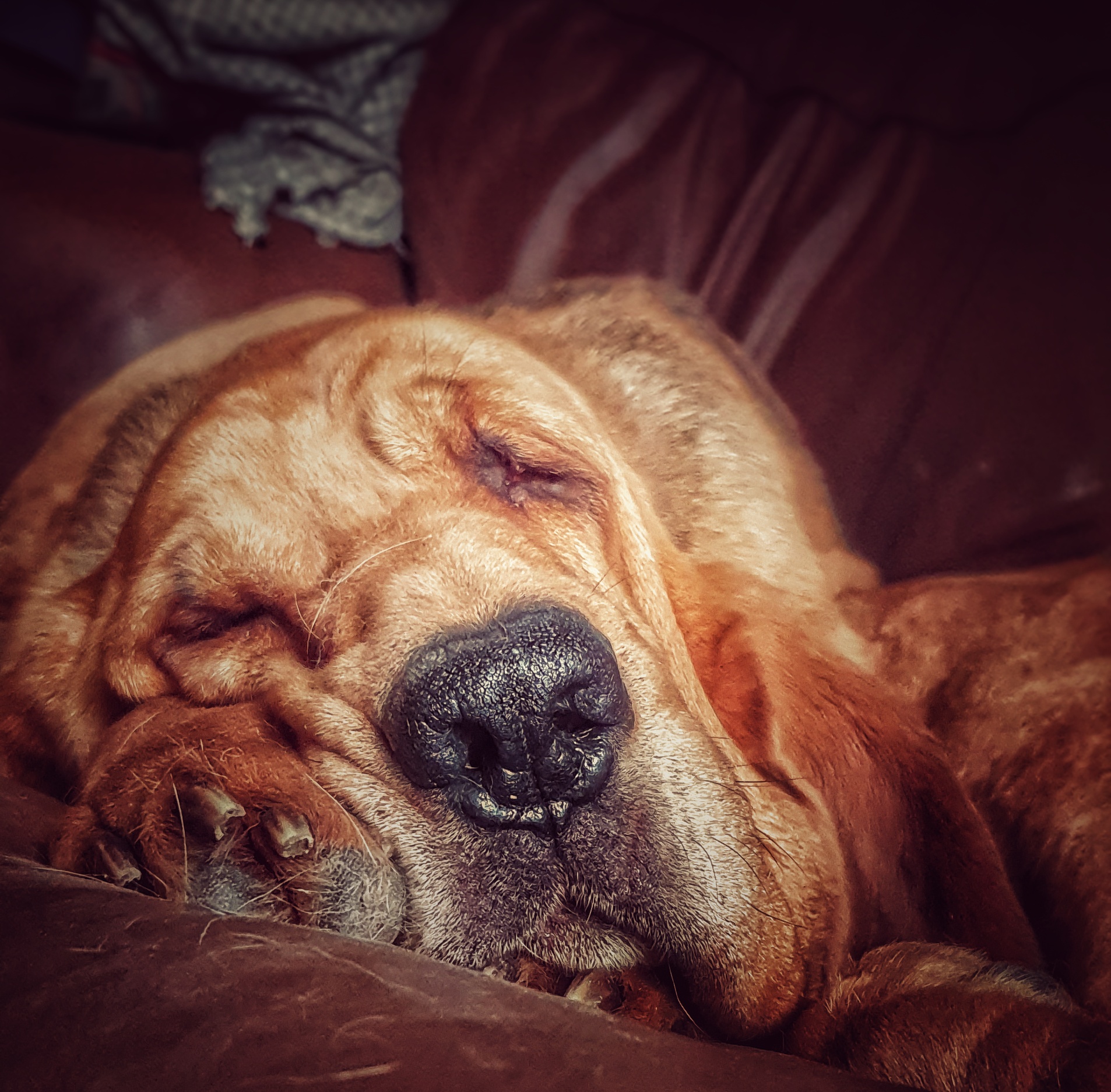 Houndseeker Bloodhounds - Puppy Choices