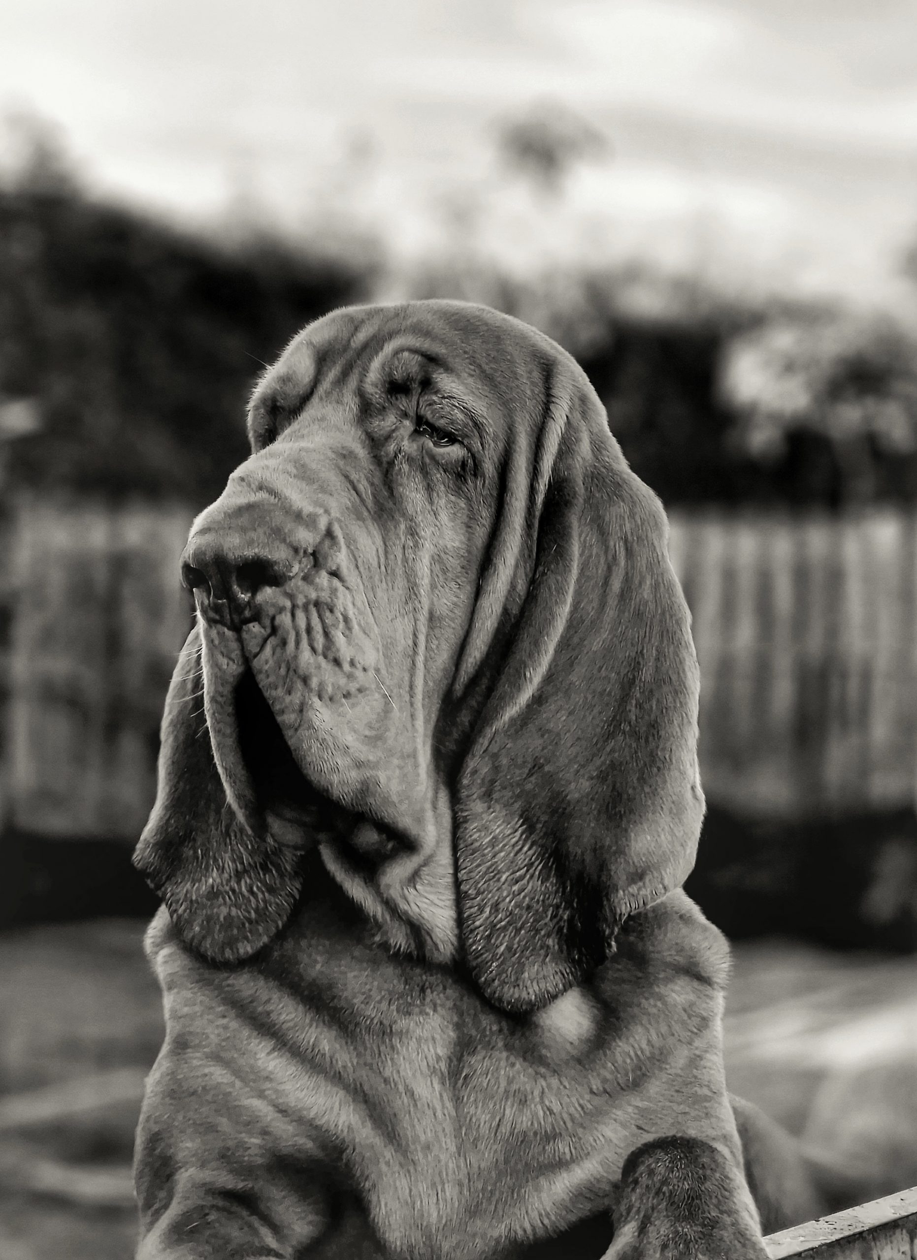 Houndseeker Bloodhounds - Puppy Choices