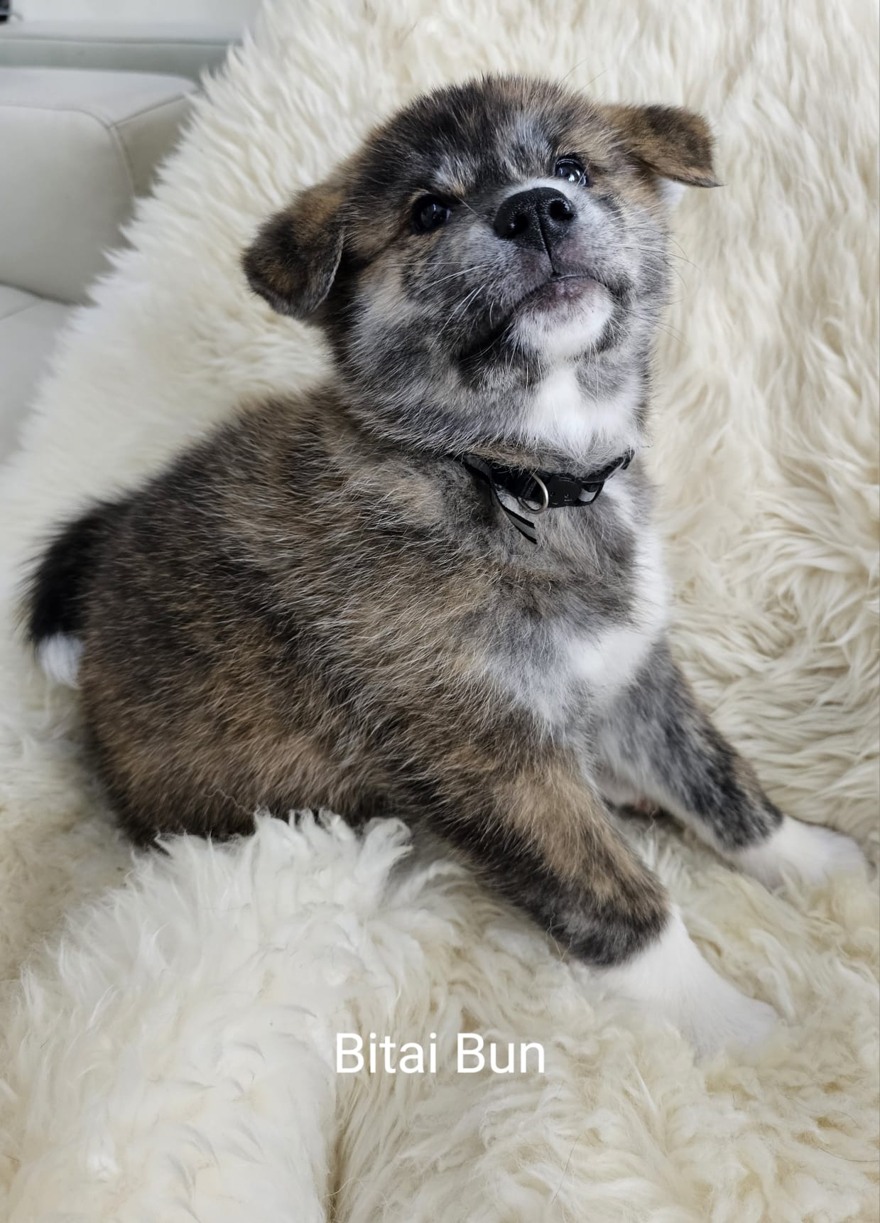 Japanese Akita Inus - Puppy Choices