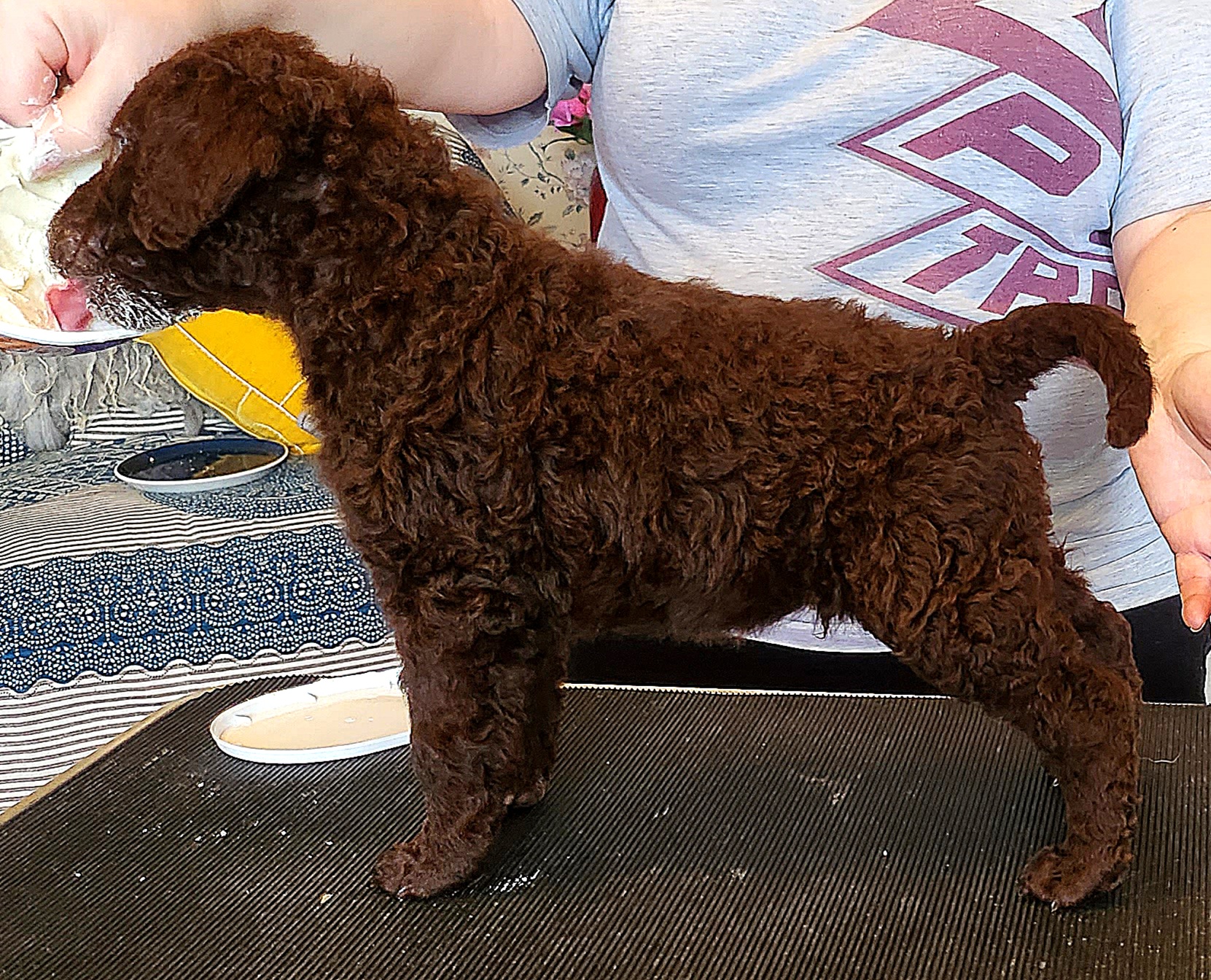 Overbore Curly Coated Retrievers - Puppy Choices