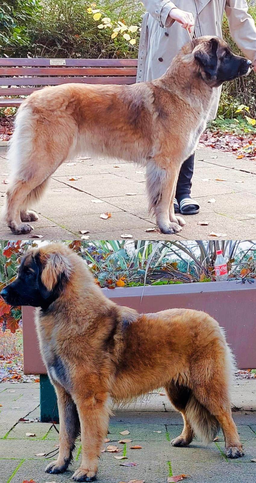 Simden Leonbergers - Puppy Choices