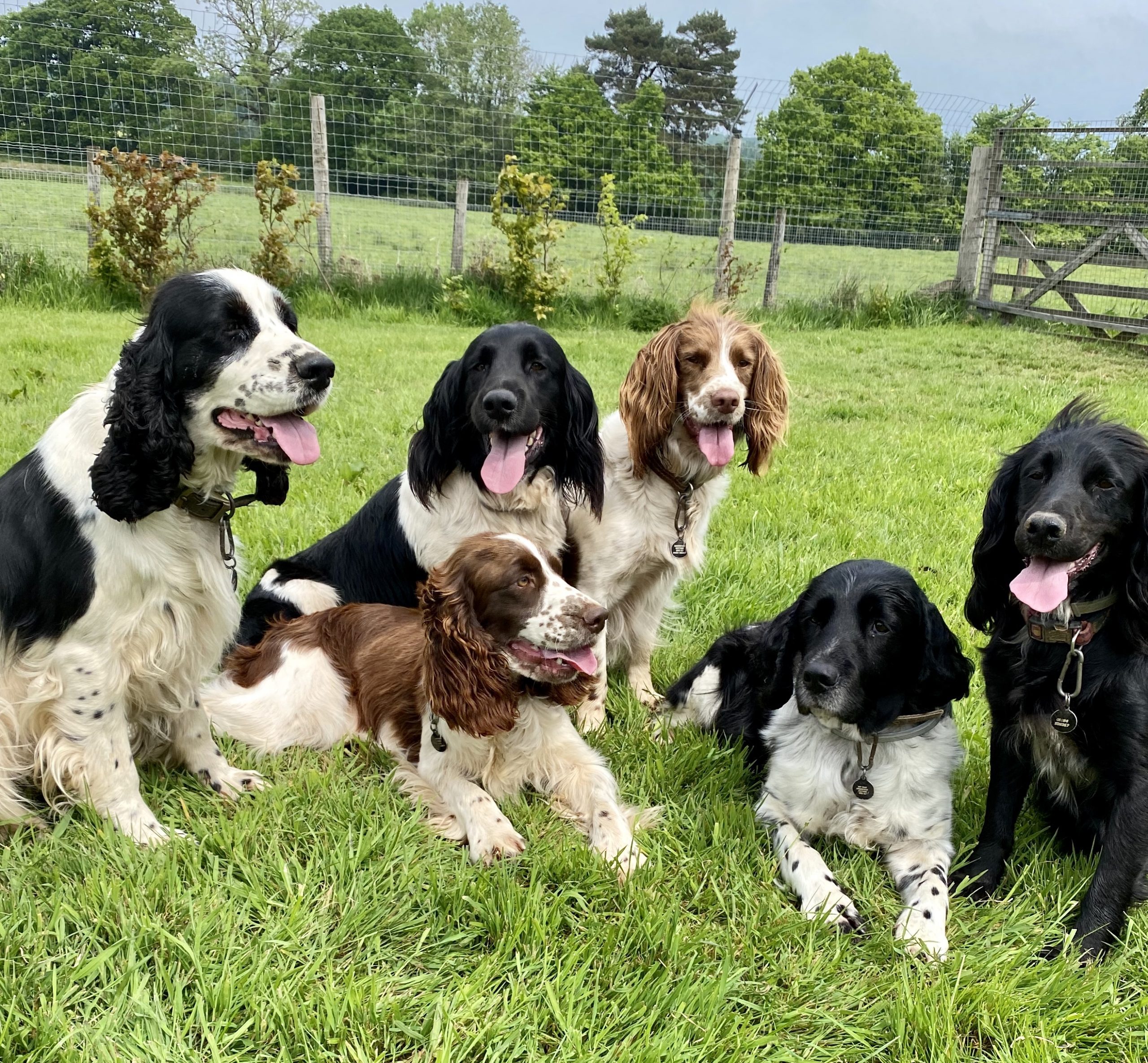TARNOCK English Springer Spaniels - Puppy Choices