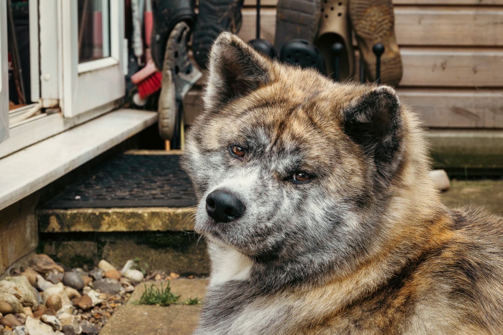 Japanese Akita Inus - Puppy Choices