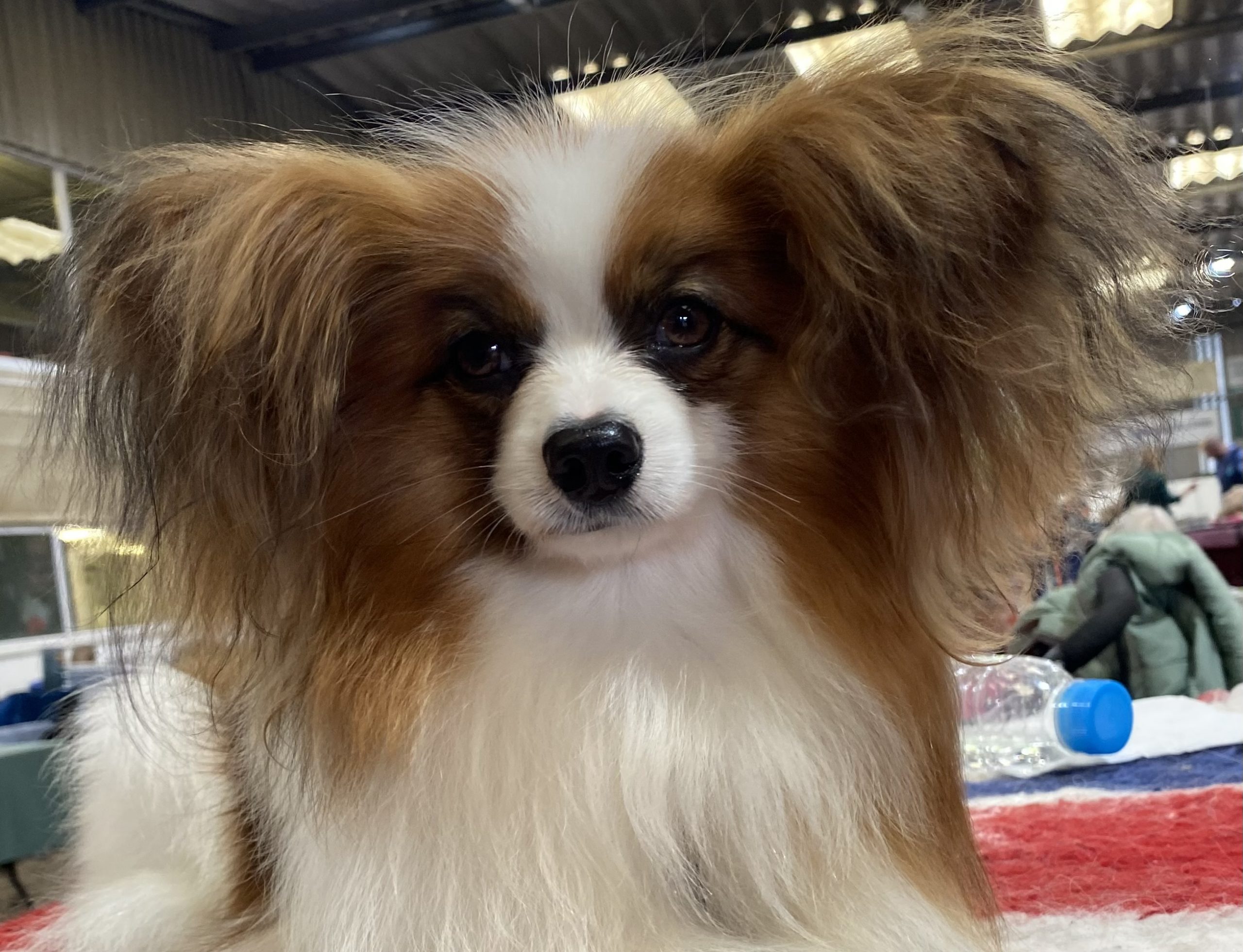 TARNOCK Papillons - Puppy Choices