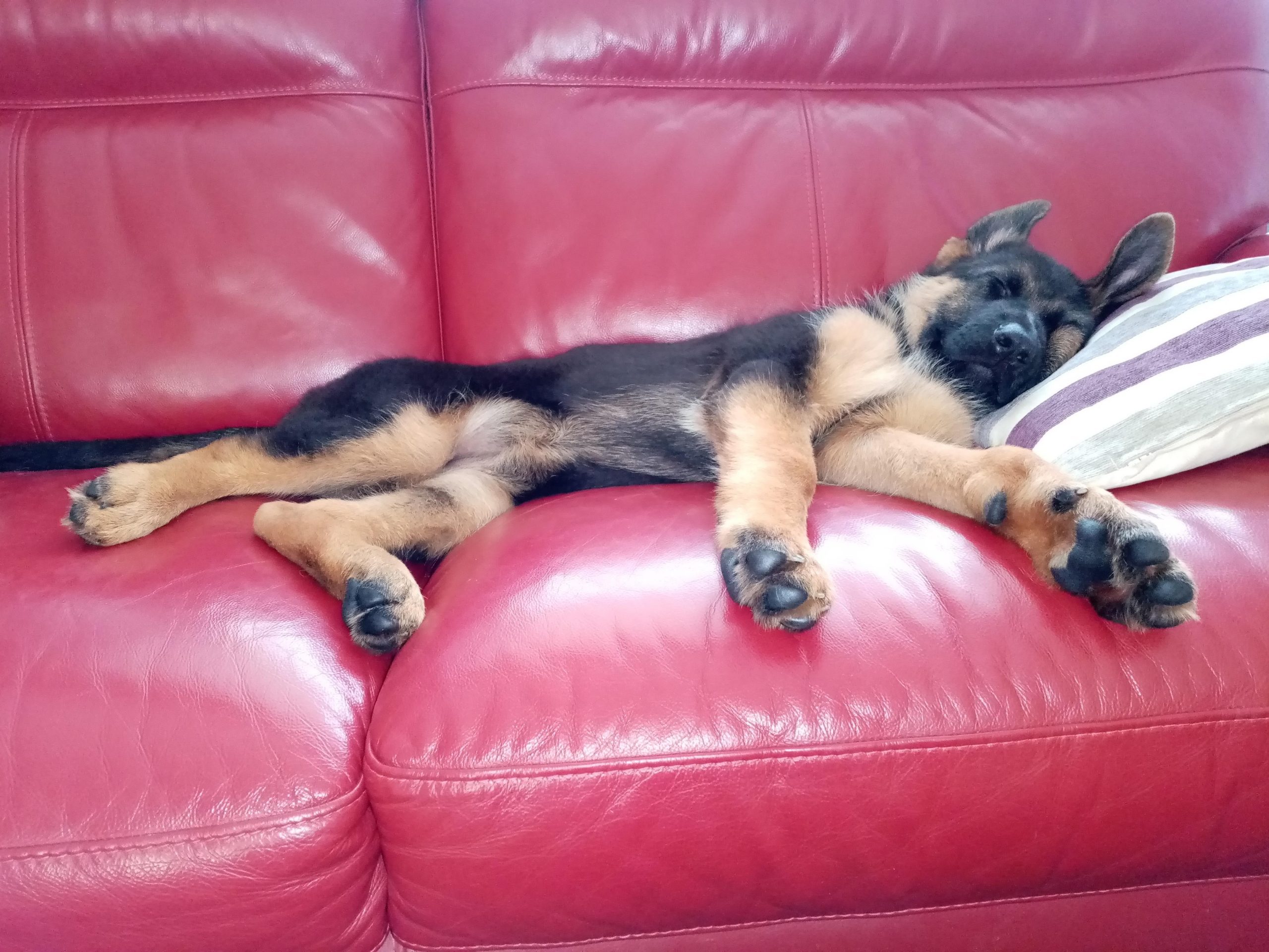 Evawell German Shepherd Dogs - Puppy Choices