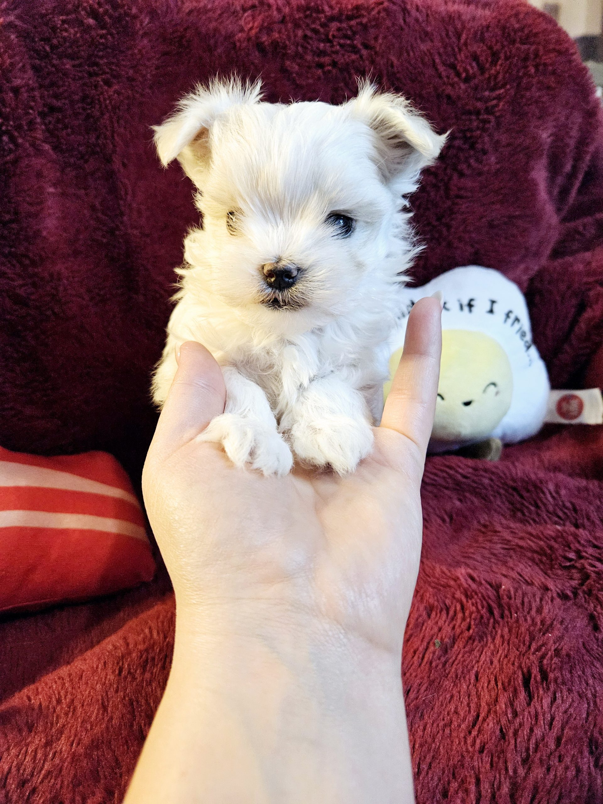 Snowkai Malteses - Puppy Choices