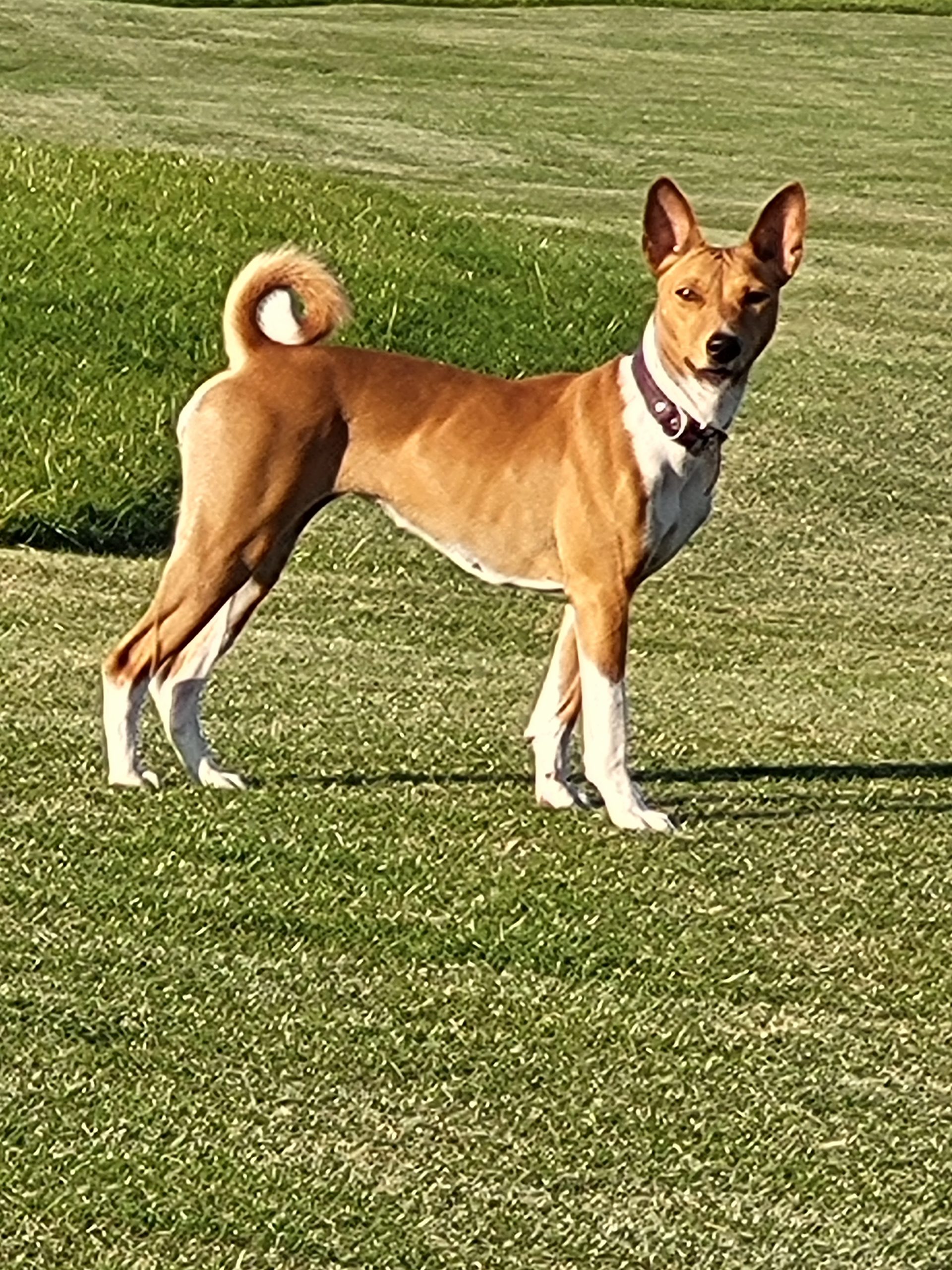 Baskidora Basenji - Puppy Choices