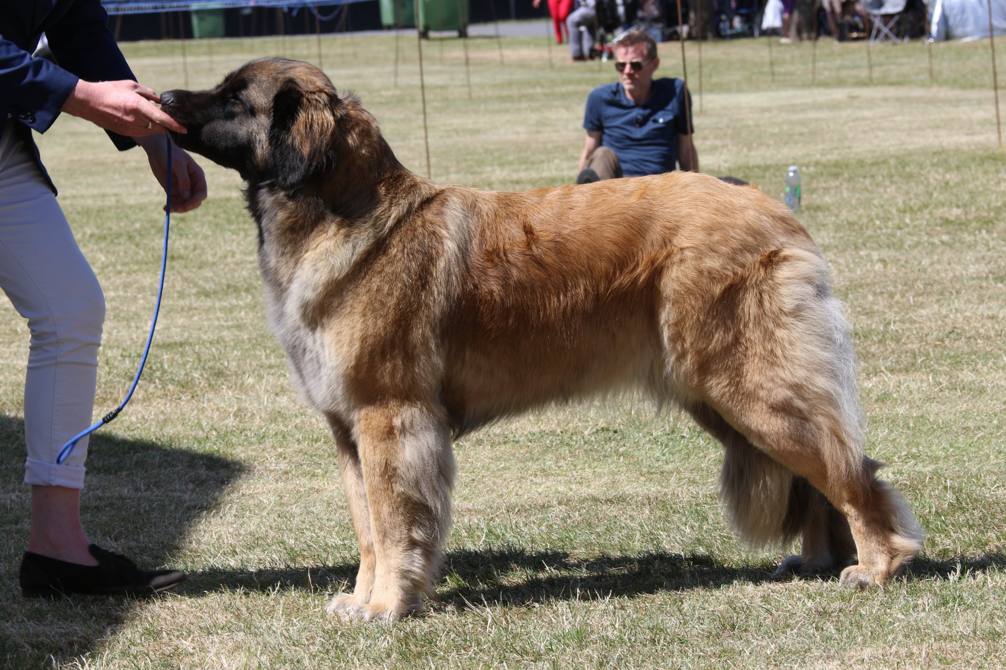 Simden Leonbergers - Puppy Choices